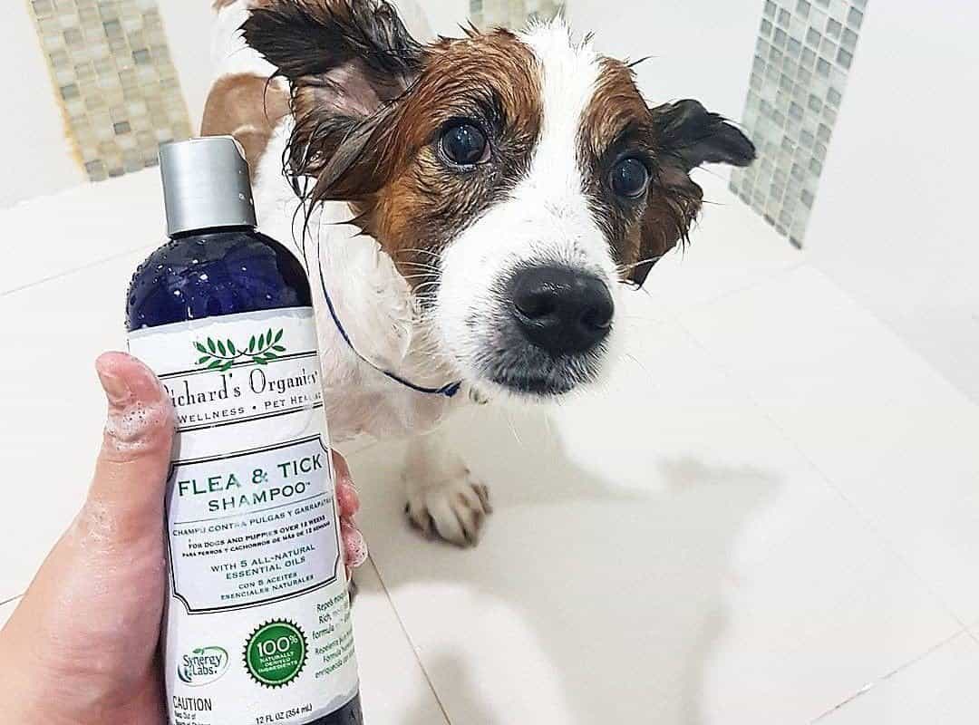 Chemical Free Dog Shampoo 100% Natural Flea Shampoo For Dogs - Chemical ...